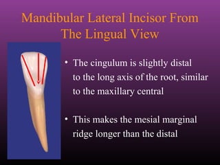 Maxillary Lateral and Mandibular Incisors | PPT