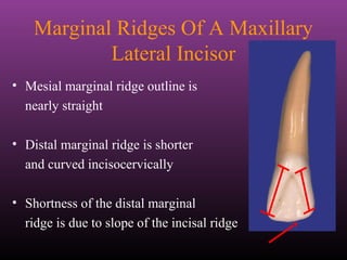 Marginal Ridges