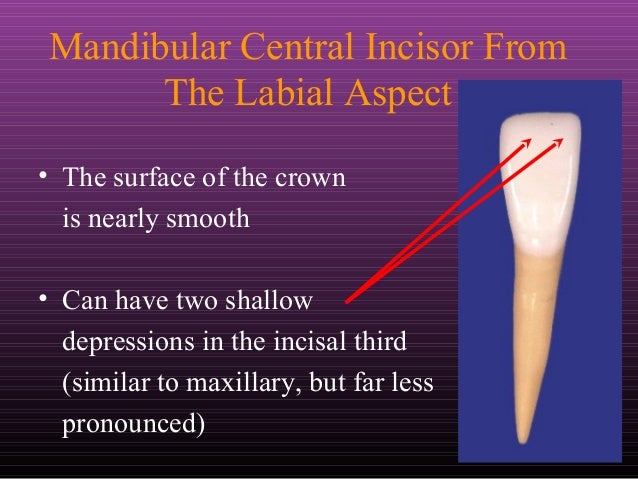 Maxillary Lateral and Mandibular Incisors