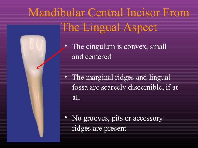 Maxillary Lateral and Mandibular Incisors