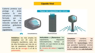 Microorganismos (bacterias y virus). | PPTX