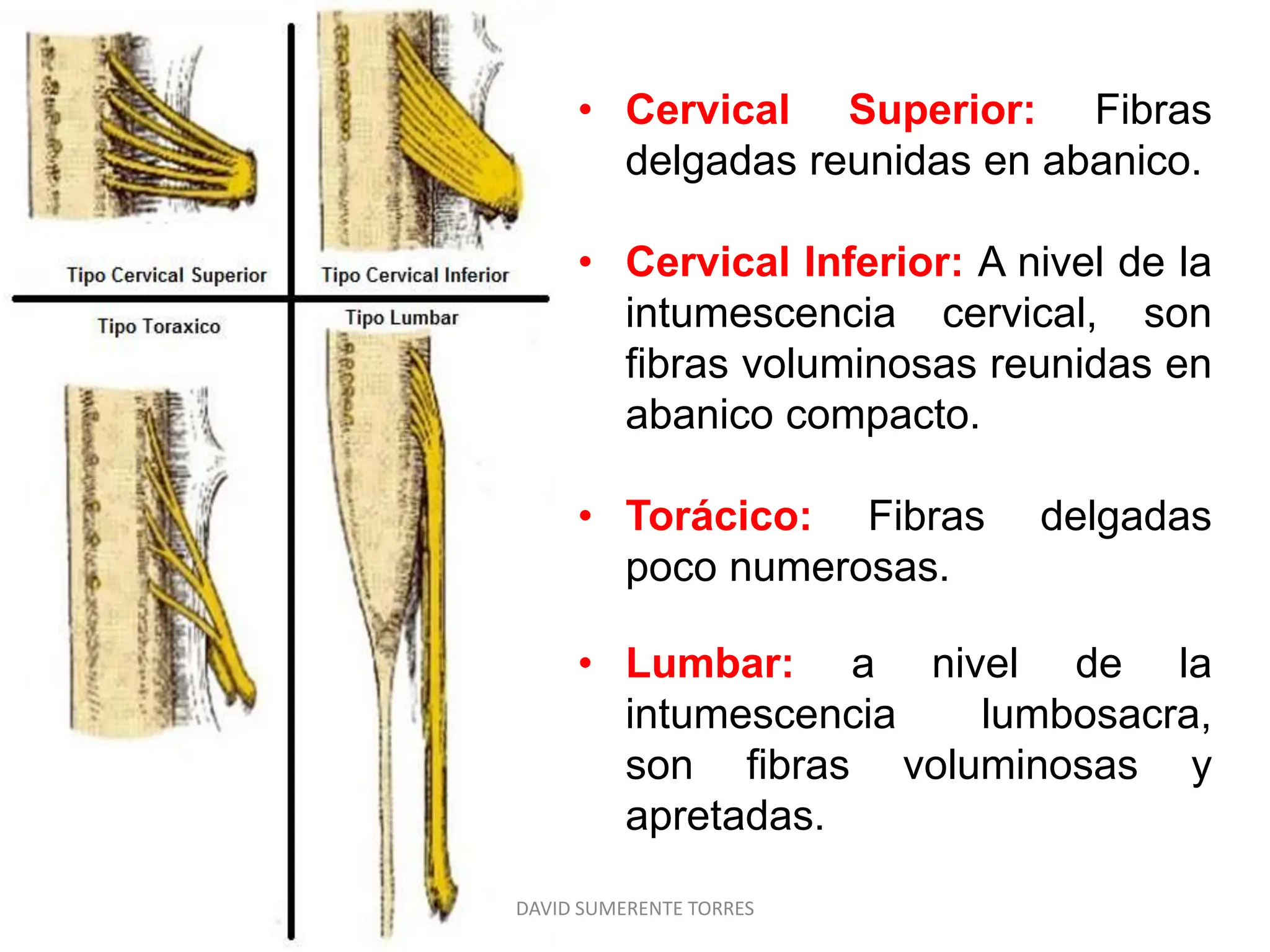 La MEdula Espinal y su anatomía y fisiología pdf | PPT