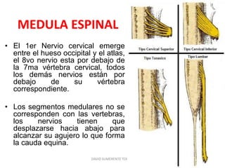 La MEdula Espinal y su anatomía y fisiología pdf | PDF