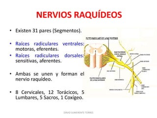La MEdula Espinal y su anatomía y fisiología pdf | PDF