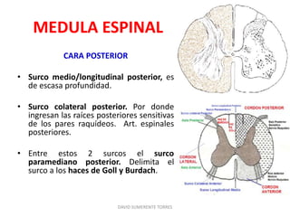 La MEdula Espinal y su anatomía y fisiología pdf | PDF