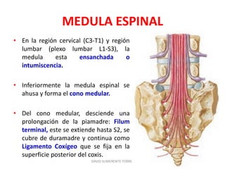 La MEdula Espinal y su anatomía y fisiología pdf | PDF