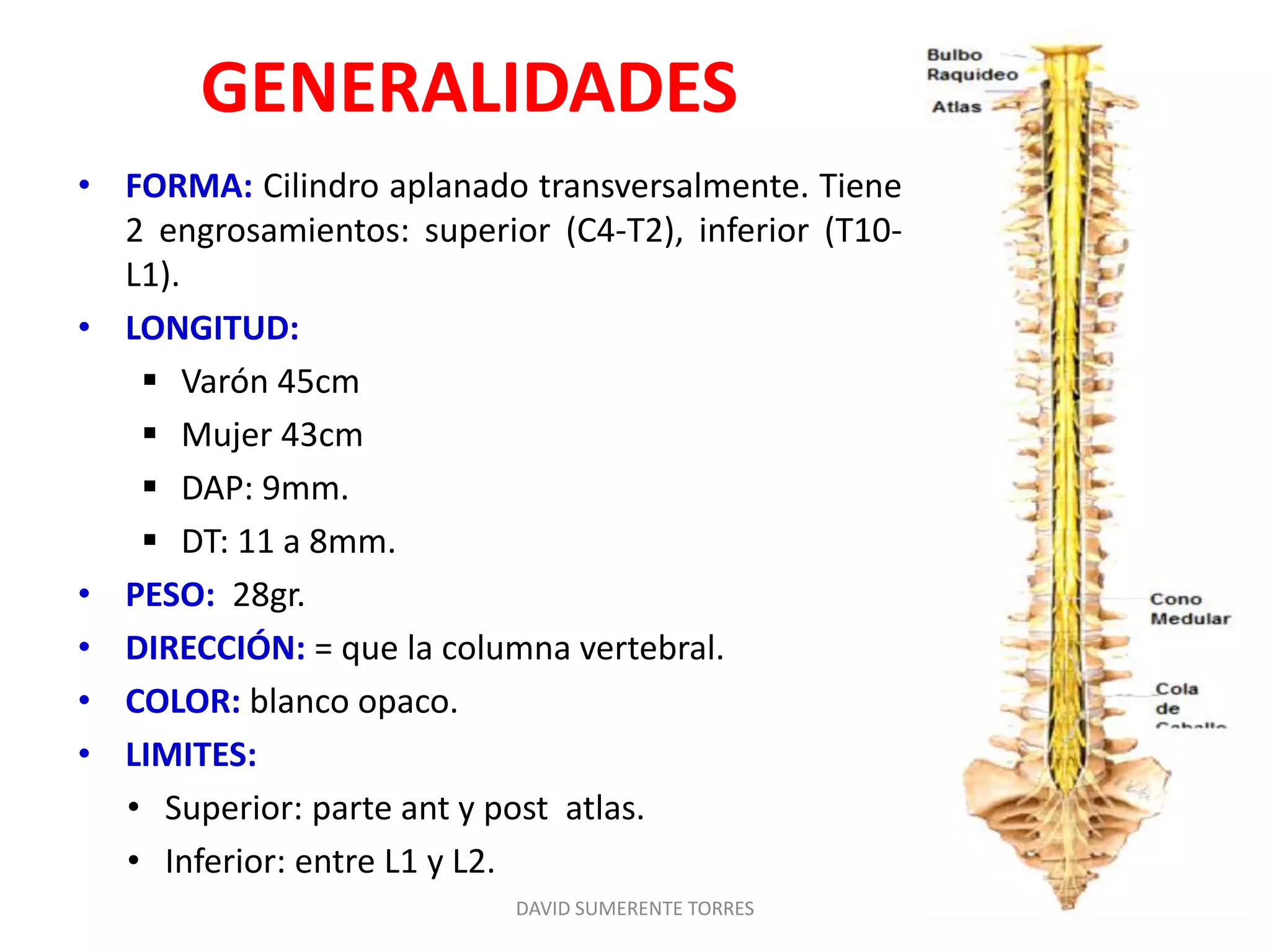 Anatomía Externa De La Médula Espinal TeLoResumo