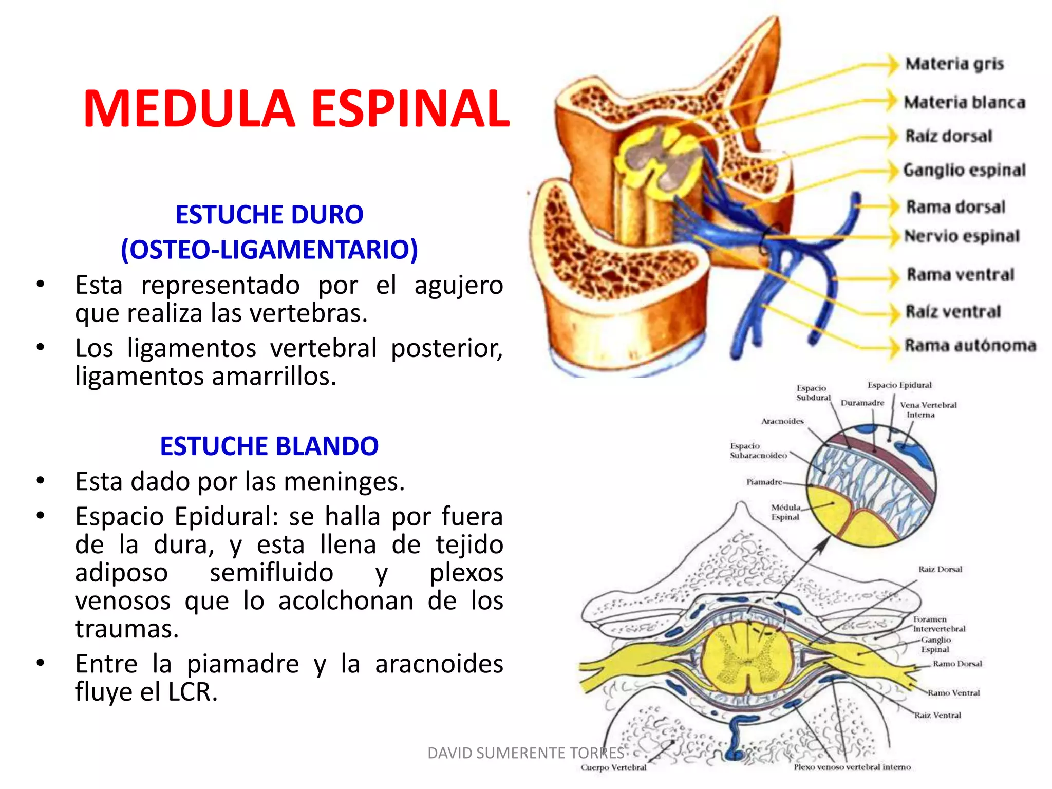 Anatomía Y Función De La Médula Espinal Under The Sea On Emaze