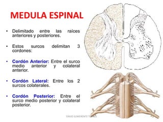 Anatomía de la Médula Espinal | PPTX