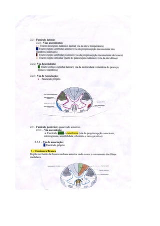3 medula espinhal | PDF
