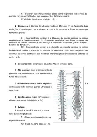 3 medula espinhal | PDF
