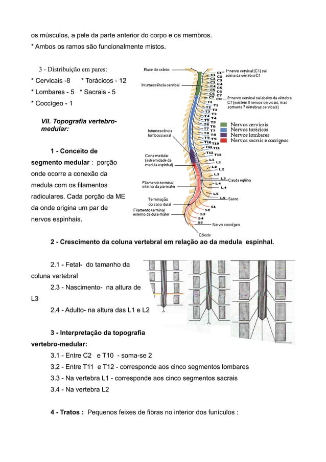 3 medula espinhal | PDF