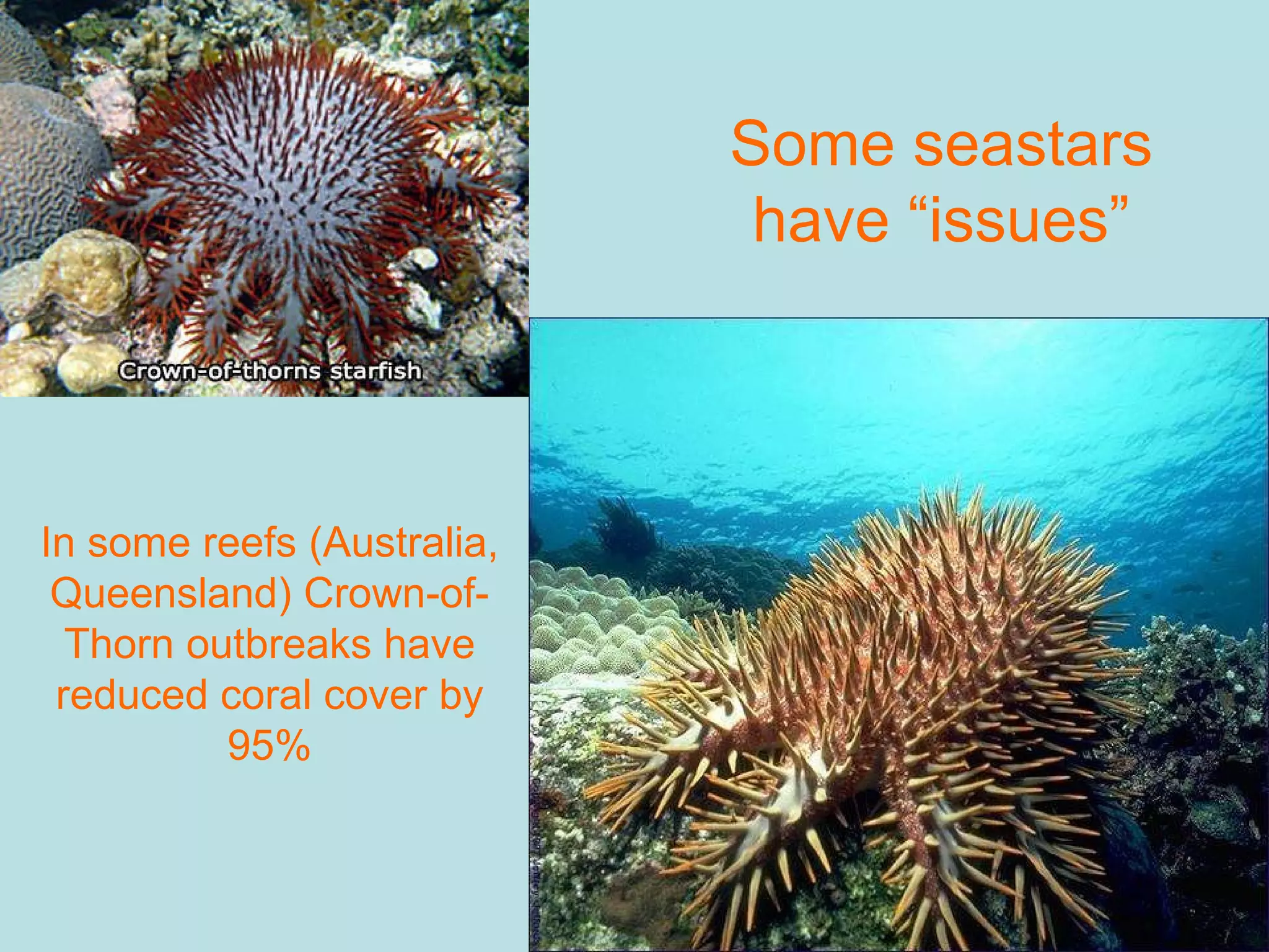 3 meet the invertebrates | PPT