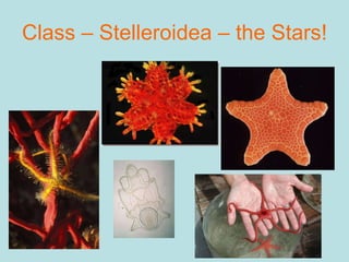 3 meet the invertebrates | PPT