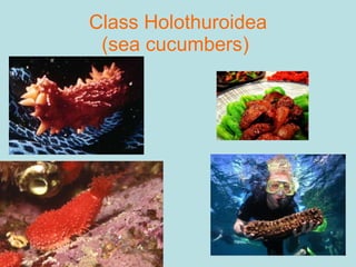 3 meet the invertebrates | PPT