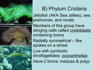 3 meet the invertebrates | PPT