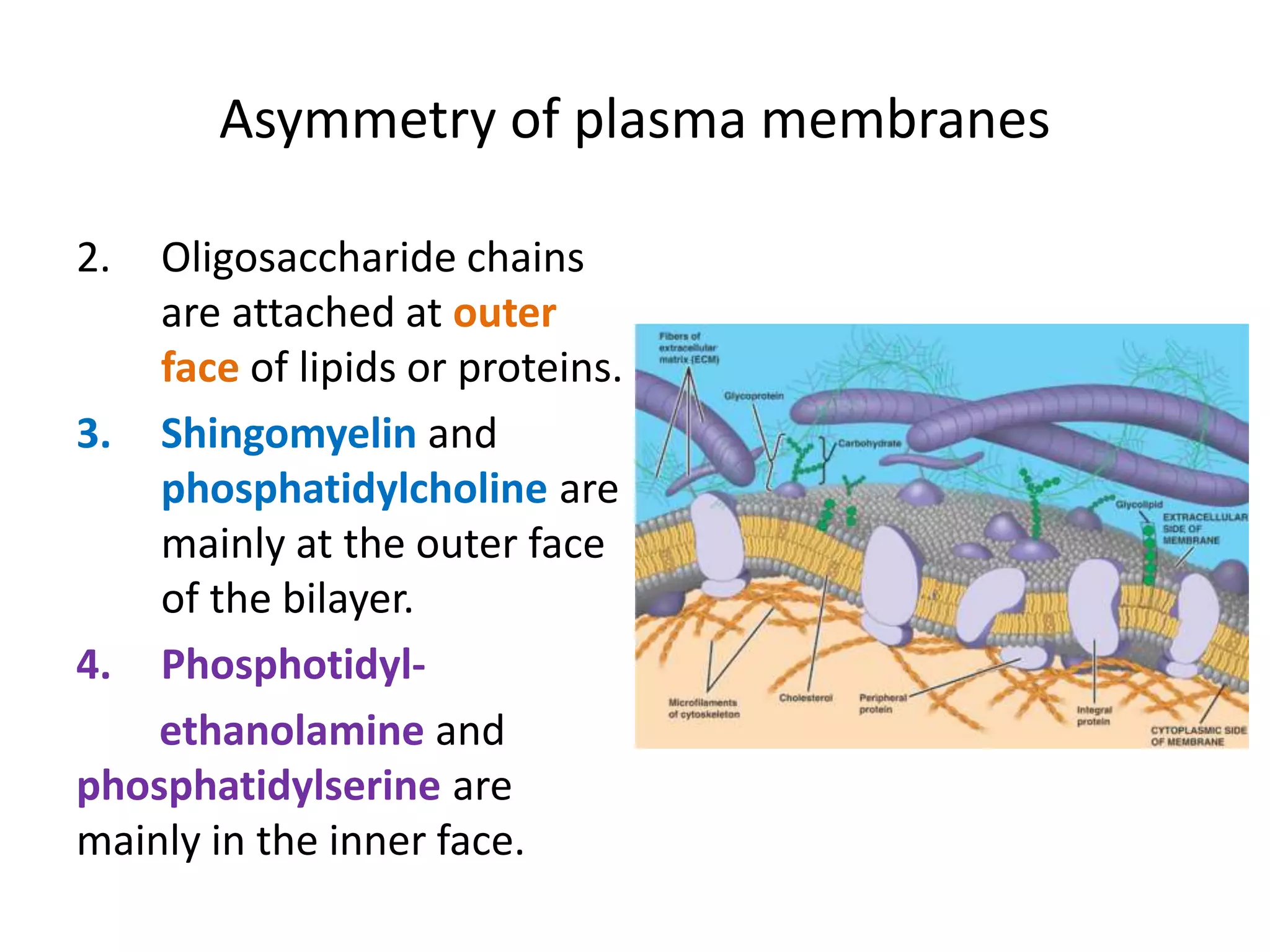 Membrane structure and transport for medical school | PPTX