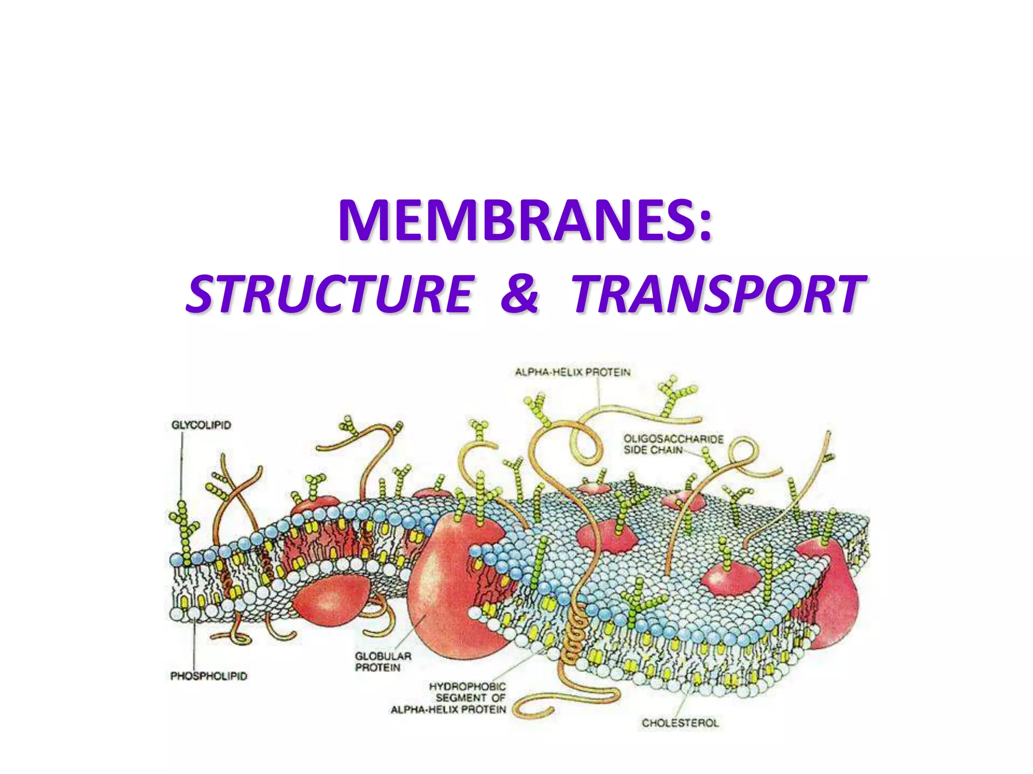 Membrane structure and transport for medical school | PPTX