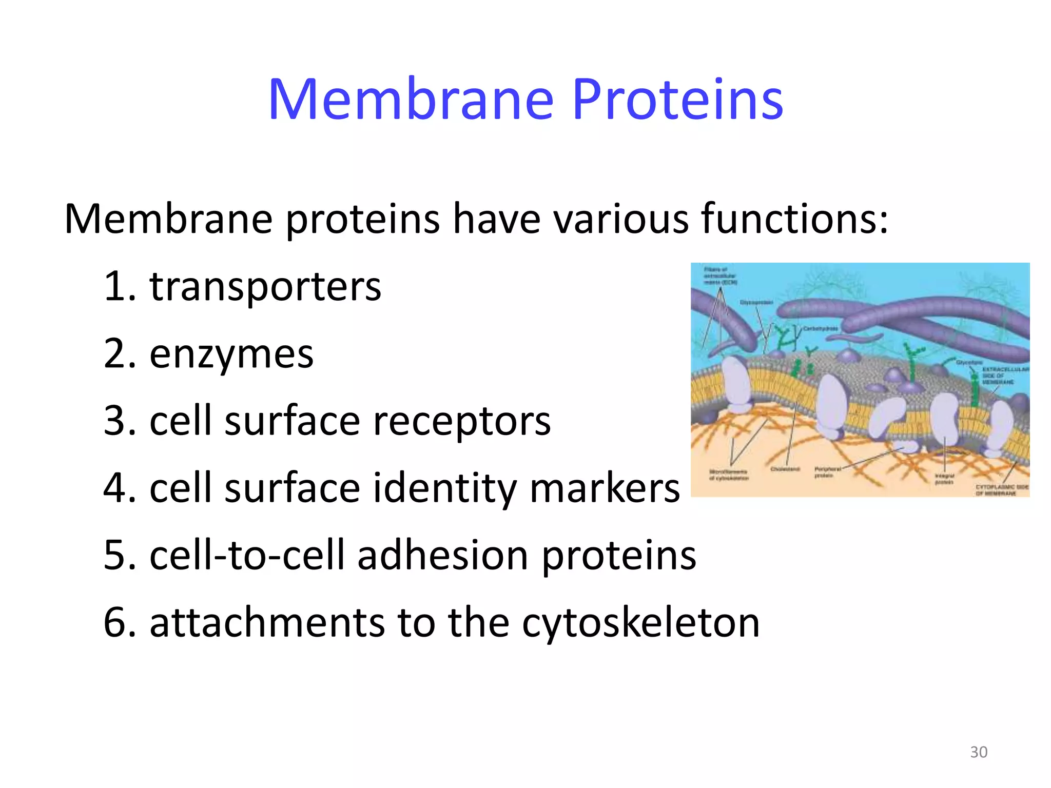 Membrane structure and transport for medical school | PPTX