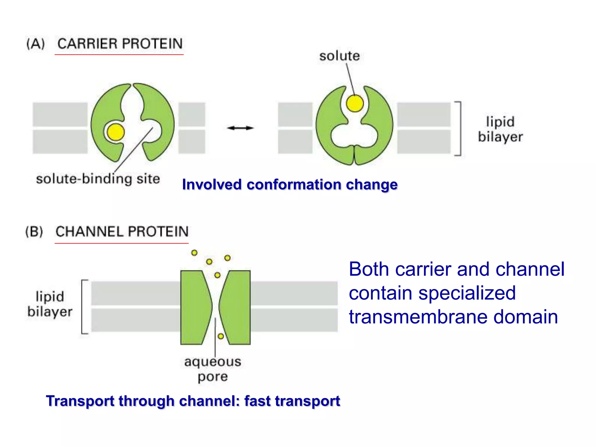 Membrane structure and transport for medical school | PPTX