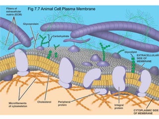 Membrane structure and transport for medical school | PPTX