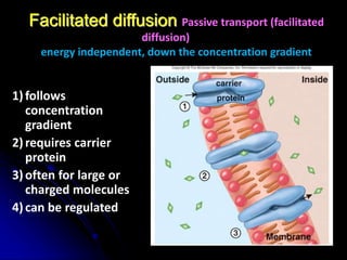 Facilitated Diffusion Diagram Pearson