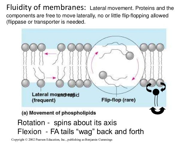 Membrane structure and transport for medical school