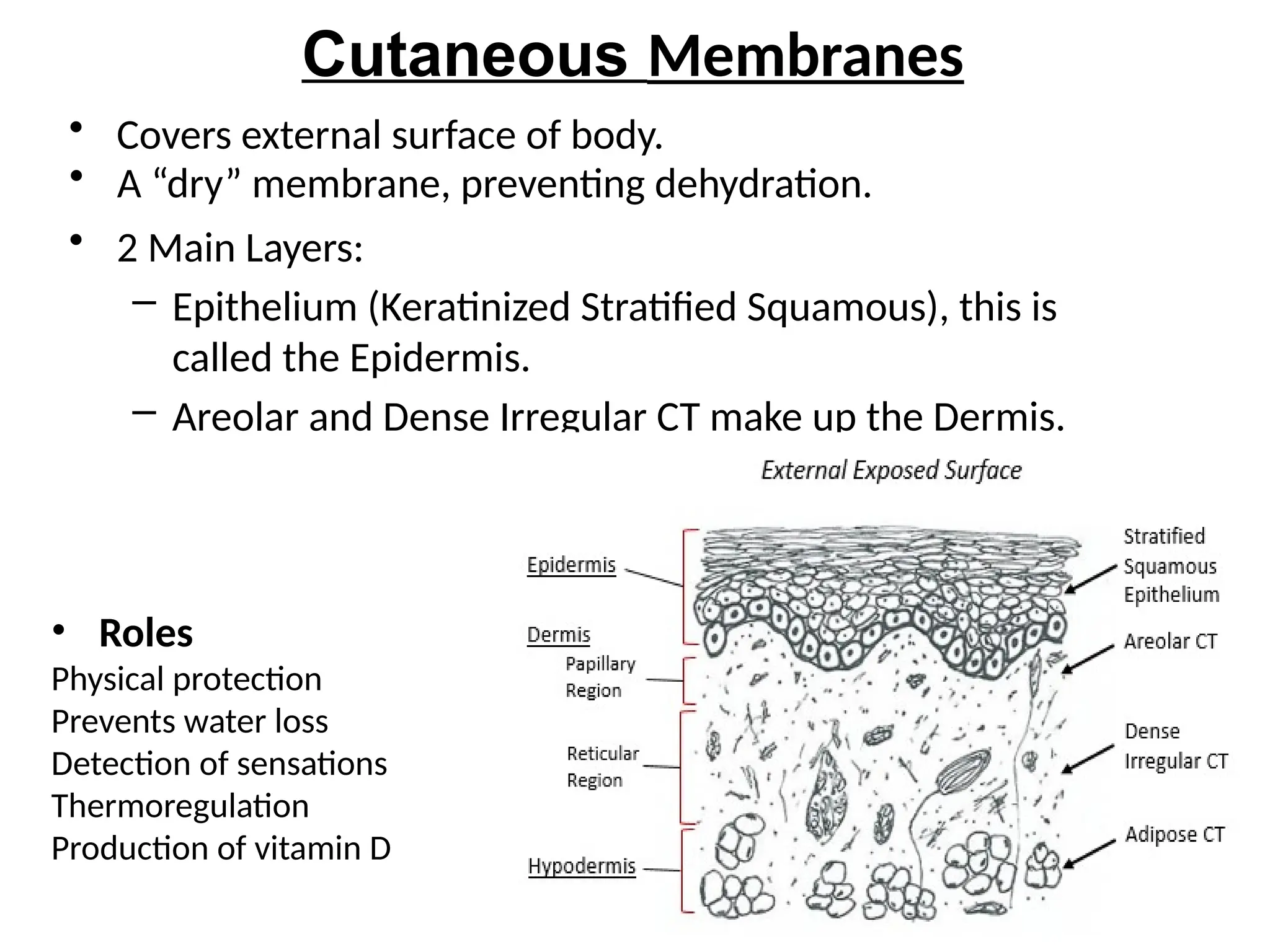 #3 Membranes & Fasciae_0 introduction.pptx