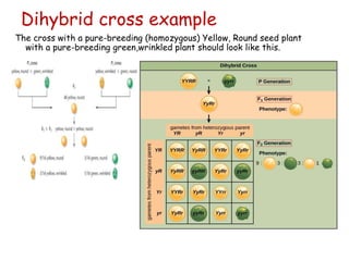Mendellian Inheritance and Gene Action | PPTX