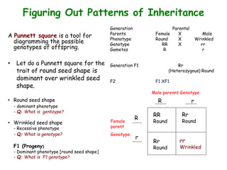 Mendellian Inheritance and Gene Action | PPTX