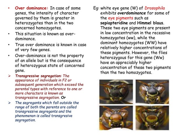 Mendellian Inheritance and Gene Action | PPTX