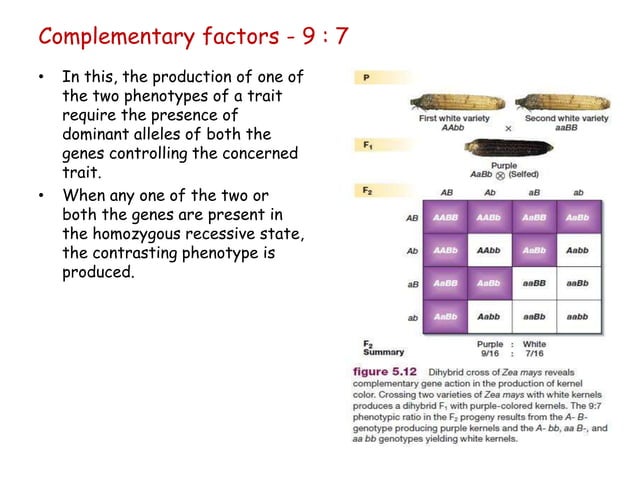 Mendellian Inheritance and Gene Action | PPTX