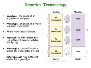 Mendellian Inheritance and Gene Action | PPTX
