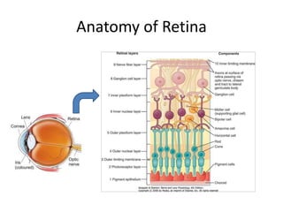 3 mirror, retinal break.pptx