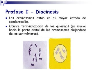 3_mitosis_y_meiosis (1).ppt