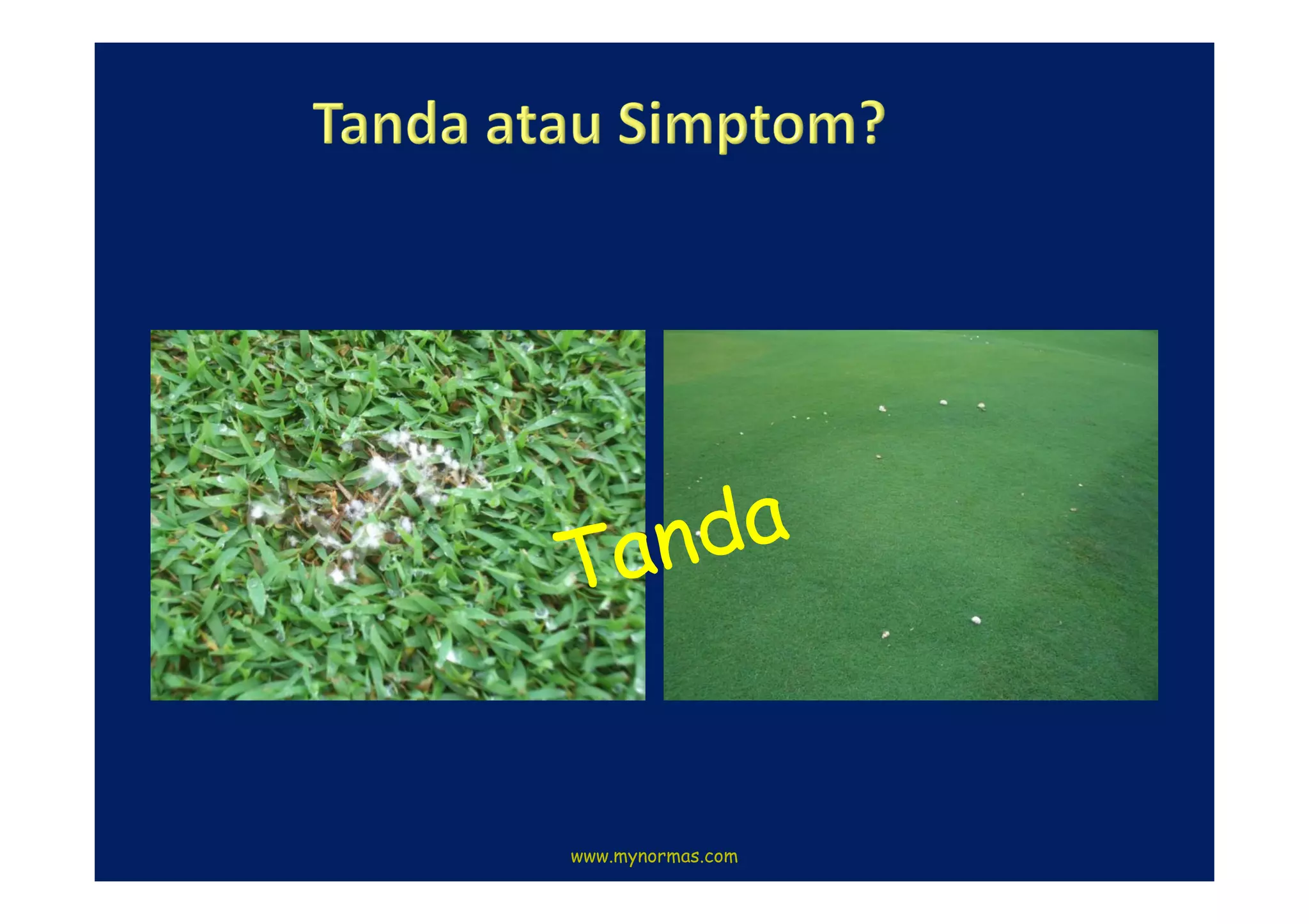 Diagnosis penyakit rumput | PPT