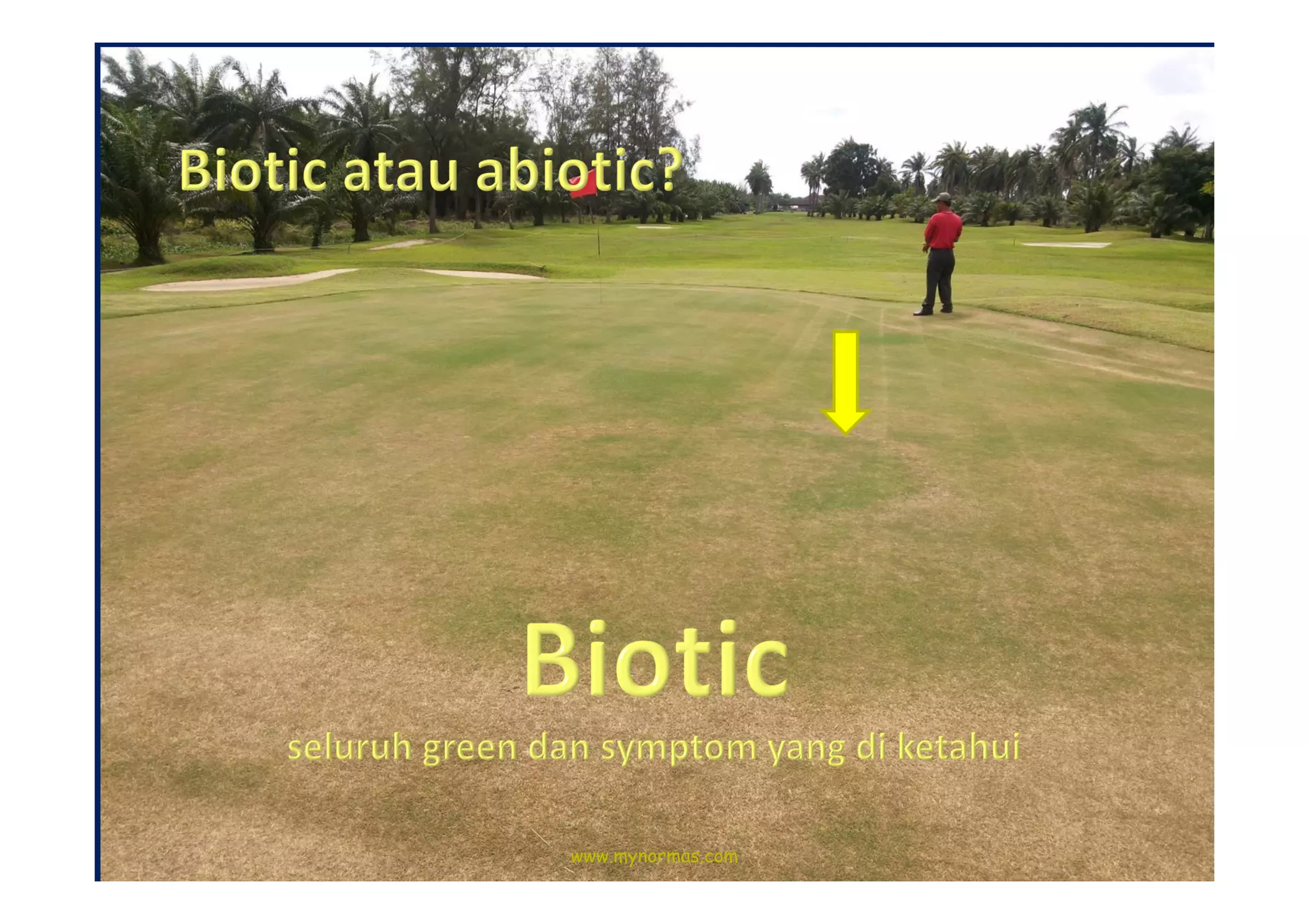 Diagnosis penyakit rumput | PDF