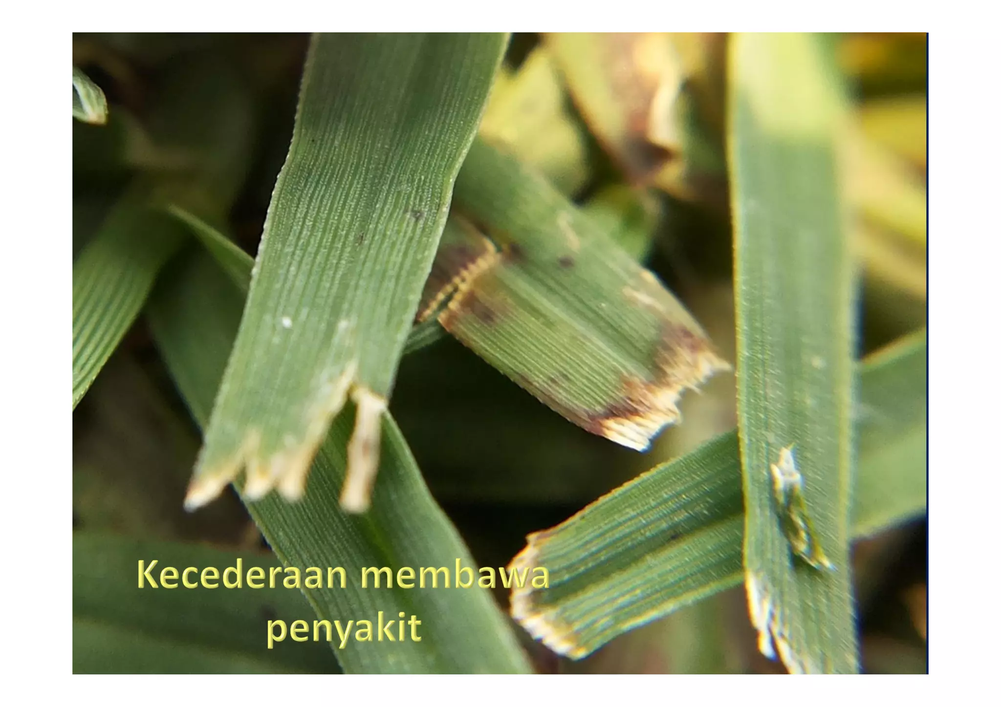 Diagnosis penyakit rumput | PPT