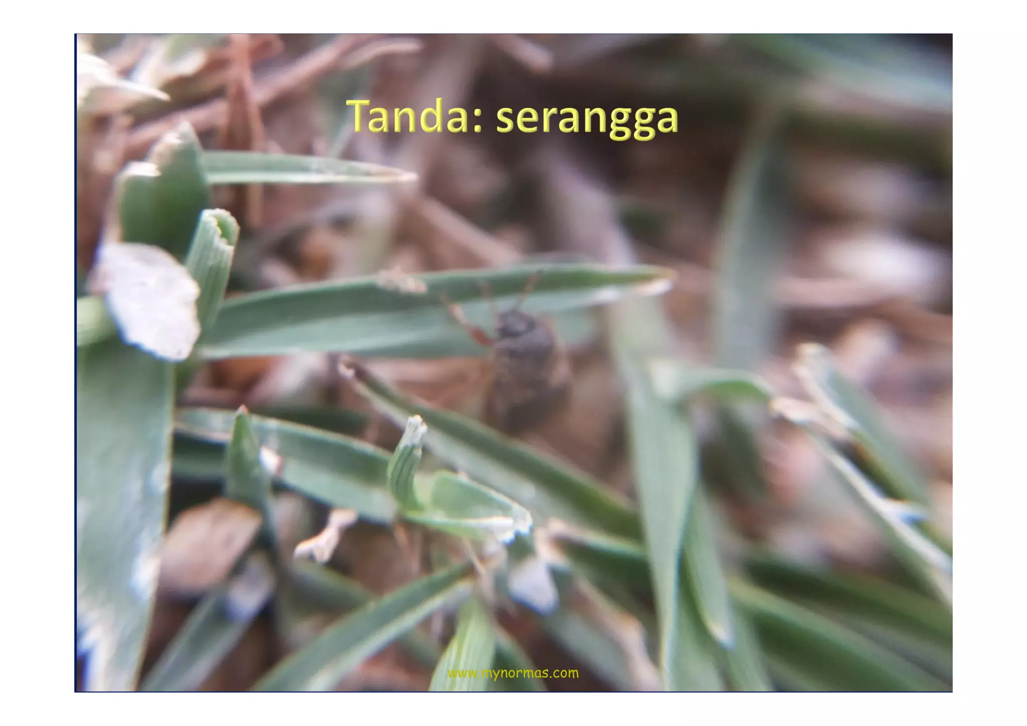 Diagnosis penyakit rumput | PDF