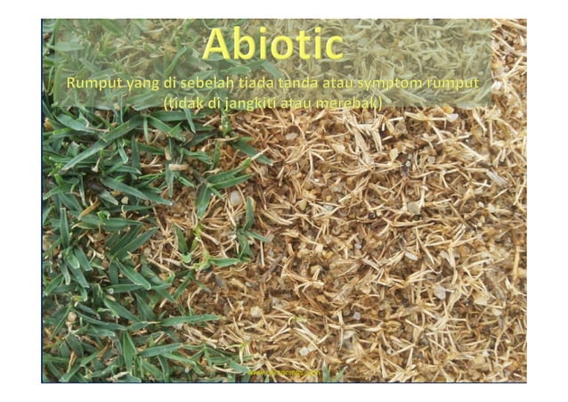 Diagnosis penyakit rumput | PPT