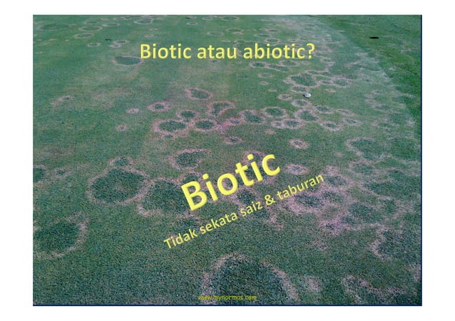 Diagnosis penyakit rumput | PPT