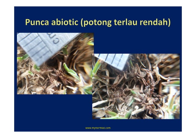 Diagnosis penyakit rumput | PPT