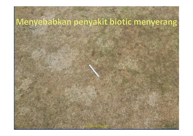 Diagnosis penyakit rumput | PPT
