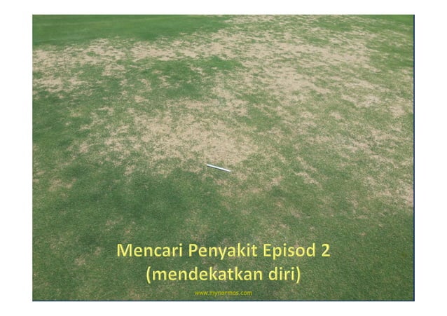Diagnosis penyakit rumput | PPT