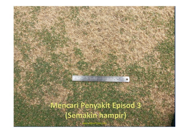 Diagnosis penyakit rumput | PPT