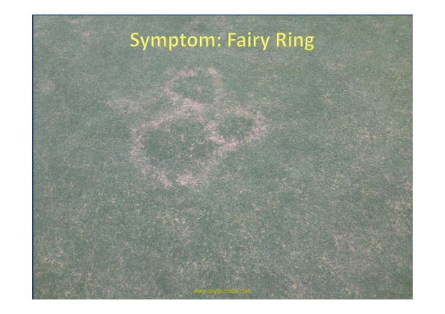 Diagnosis penyakit rumput | PPT