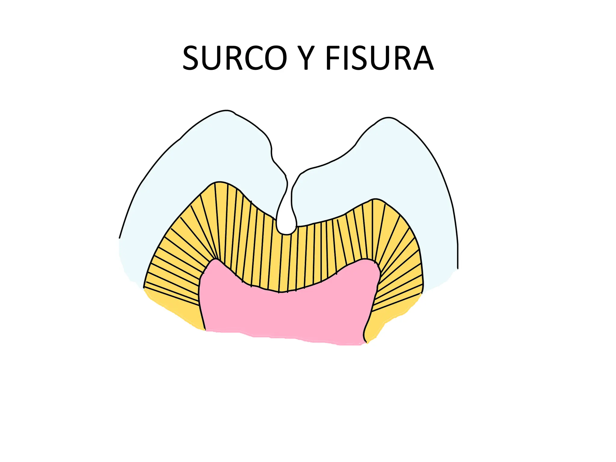 anatomia y MORFOLOGIA DENTARIA de los dientes permanentes | PDF