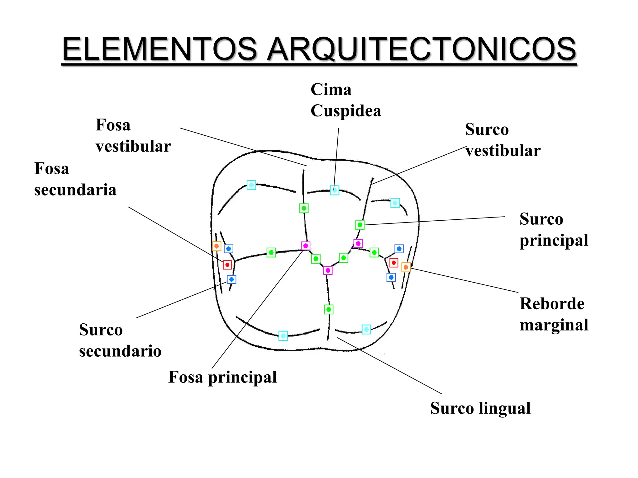 anatomia y MORFOLOGIA DENTARIA de los dientes permanentes | PDF
