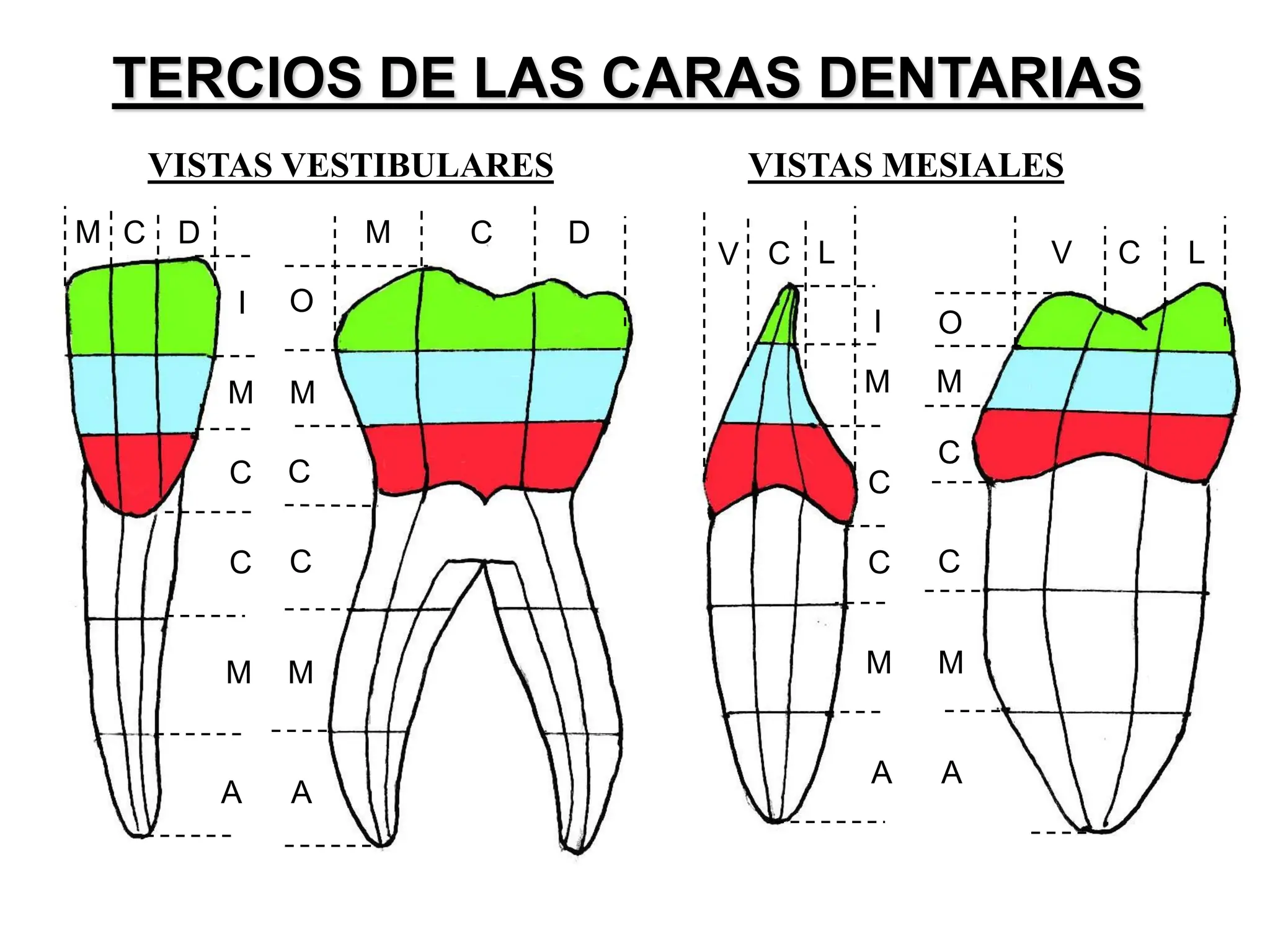 anatomia y MORFOLOGIA DENTARIA de los dientes permanentes | PDF