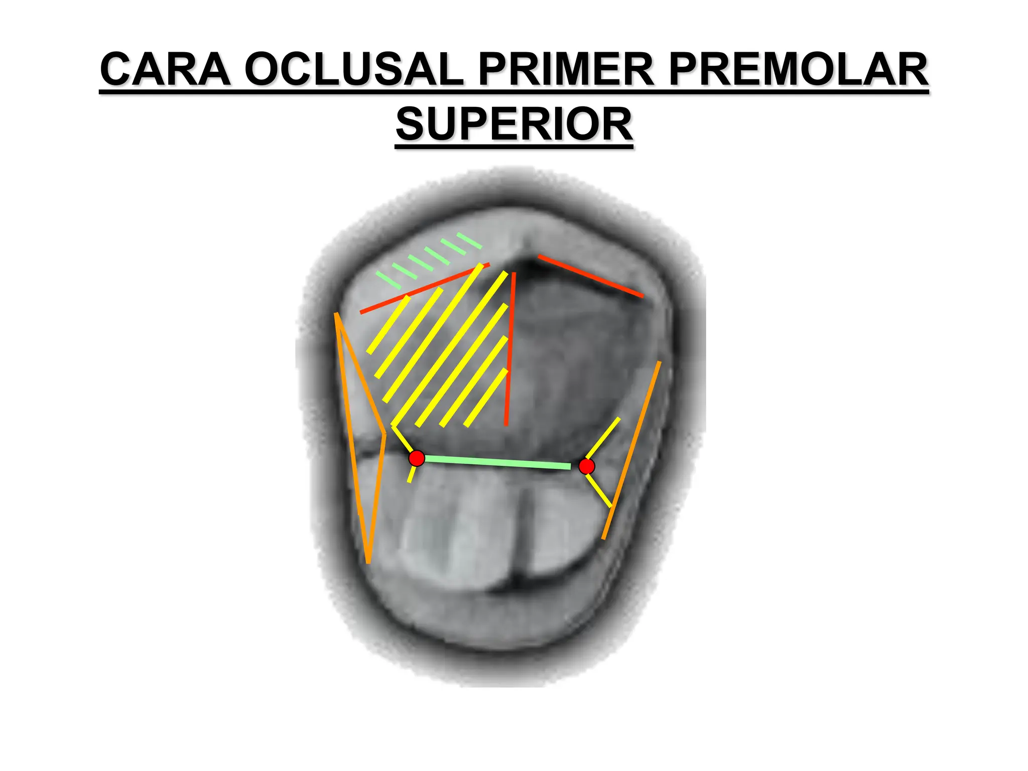 anatomia y MORFOLOGIA DENTARIA de los dientes permanentes | PDF